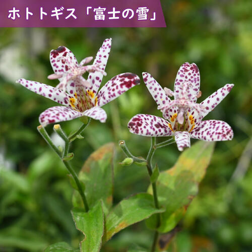 ホトトギスは、東アジアや日本が原産の植物で、ピンク色や白色の花を咲かせる多年草です。 斑点模様の花弁が特徴で、この独特な模様が「杜鵑（ほととぎす）」という鳥の腹部の模様に似ているため「ホトトギス」と名付けられました。 「富士の雪」は、タイワ...
