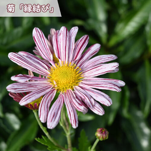 ※12月以降のお届けは　開花終了しております 開花終了後は剪定した高さ10センチ前後の状態でのお届けとなります 「縁結び」は、山陰地方に伝わる古典品種です。 中輪で、白色の細弁に紅色の絞が入る一重咲きです。 ※画像は開花のイメージです。お届...