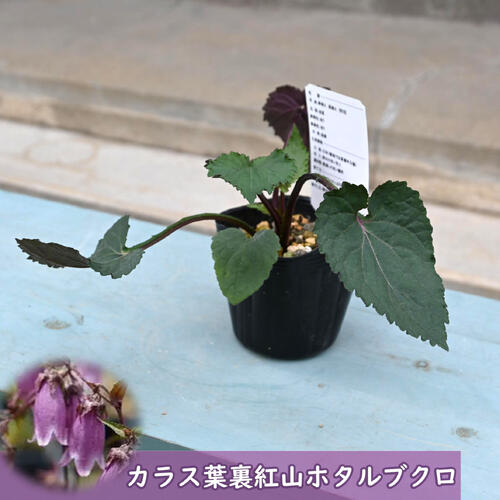 ホタルブクロは、初夏にうつむき加減に釣鐘型の花を咲かせます。 見た目はしおらしく、繊細な佇まいをした植物ですが、山野草の一種であり、ジャガイモのように、地下茎で増えていきます。 「カラス葉裏紅山」は、茎と葉裏が赤茶色がシックな色合いで、一重...