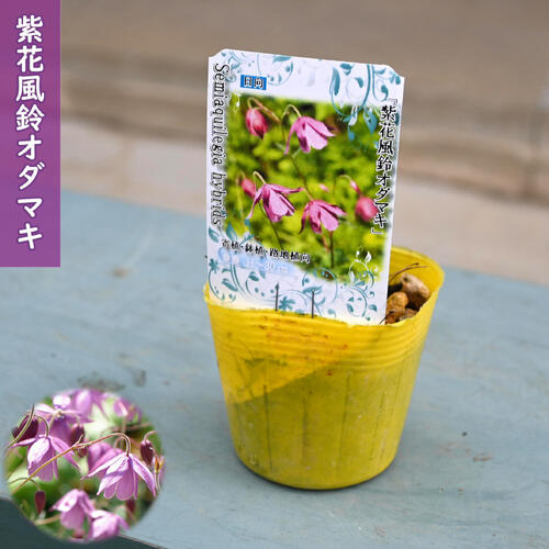 オダマキは、初夏に独特の形の花がうつむくように咲きます。 バリエーションも豊富で、花壇や寄せ植えのアクセントとなり、ガーデニングにオススメです。 【紫花風鈴オダマキ】は、オダマキ特有の距がなく、風鈴のような形をしていて涼しげな花を咲かせるの...
