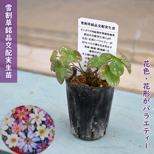 雪割草は春先になると、雪解けの季節から可憐な花を咲かせる山野草です。 花のバリエーションが豊富でファンに人気があります。 このように解け残った雪の間から花を咲かせる様子から「雪割草」と名付けられたとされています。 ポット苗 ・商品名雪割草 ...