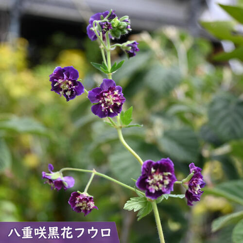 「八重咲黒花フウロ」は、ゲラニウムの仲間で八重咲きで、紫がかった黒花を咲かせます。。 丈夫で育てやすく日向から半日影まで適応します。花期も長いです。 ※画像は開花のイメージになります。お届け時期によって開花が終了しています。 ポット苗 ・商...