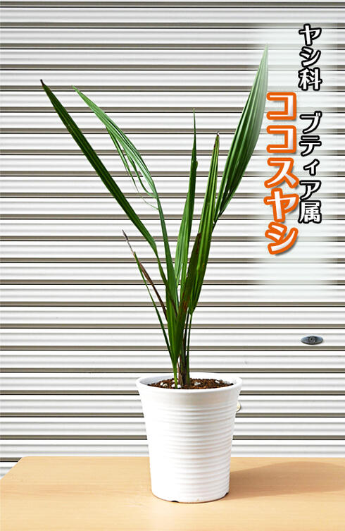 楽天市場】ココスヤシ 鉢植えの通販 楽天市場】ココスヤシ 鉢植えの通販