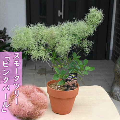 ※現品ではなく同等品のお届けとなります ※お届け時期によってはお花が付いていない場合がございます スモークツリーは、花の散った後に、花柄にふわふわした毛のようなものが伸び、それが煙のように見えることから名付けられました。 ピンクパールは、ス...