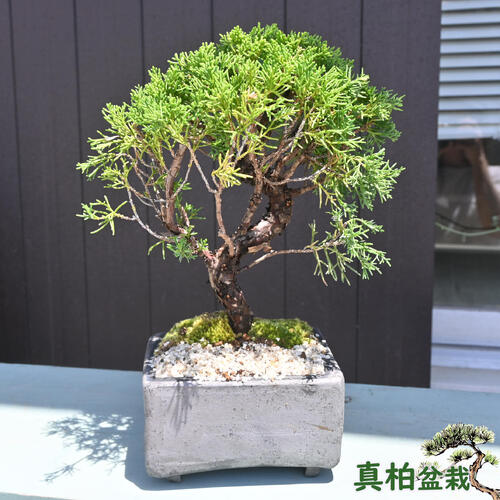 【2026年6月1日撮影】現品限りの1点ものです。 真柏は、白く枯れた幹「ジン・シャリ」が醸す荘厳な美しさと、常緑で年中緑を楽しめる育てやすさが魅力的です。 松と並ぶほど盆栽ファンが多く、初心者から上級者まで幅広く愛されている樹種です。 病...