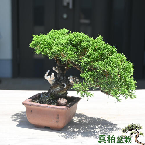 【2026年6月1日撮影】現品限りの1点ものです。 真柏は、白く枯れた幹「ジン・シャリ」が醸す荘厳な美しさと、常緑で年中緑を楽しめる育てやすさが魅力的です。 松と並ぶほど盆栽ファンが多く、初心者から上級者まで幅広く愛されている樹種です。 病...