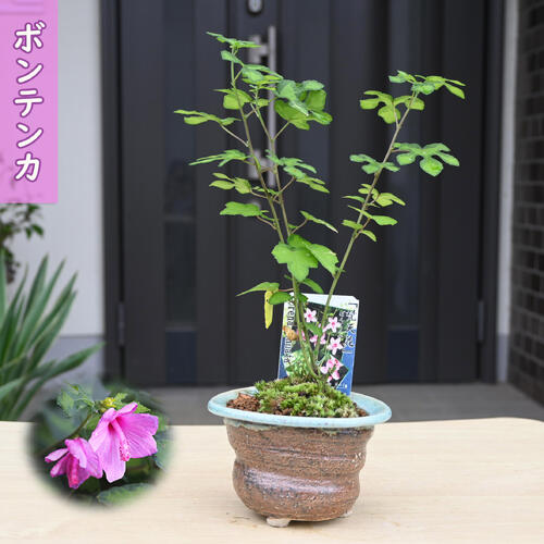 スペード型の葉の葉脇からハイビスカスに似た淡桃紫色の小さな花を次々と咲かせます。 果実は長さ1cm弱で、実全体に小さいトゲがあり衣服にくっつきます。 ポット苗 ・商品名ボンテンカ ・商品の説明 高さ　鉢底から約30～40センチ 開花期　8月...