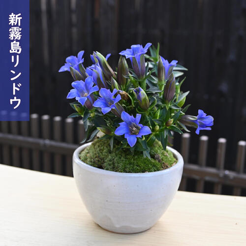 リンドウは秋の山野草の代表的なものです。「枕草子」でも記述がある程、日本で古くから親しまれている植物です。 主に根が生薬にされ、その味が「竜の肝のように苦い」と評されたことから、中国では「竜胆」と名づけられました。それが日本に伝わり「リュウ...