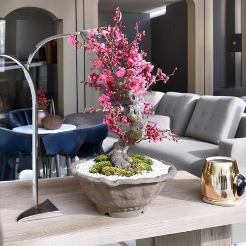 ※お届け時期により花や　蕾がついていない場合があります 大盃は、緋梅系・紅梅性の早咲き品種です。 花弁は明るい桃赤色、一重咲きで、1月から2月に開花します。丸弁の抱え咲きで花も大きく、盃という名にふさわしい花形です。 樹勢も強く花つきも良い...