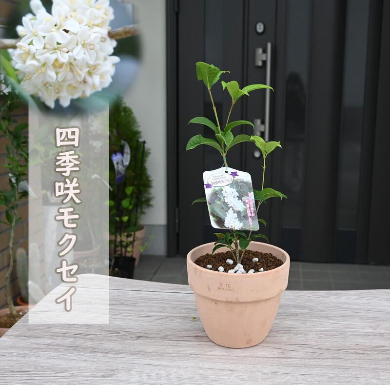 四季咲きモクセイはキンモクセイと比べて秋だけでなく、真夏・真冬以外で年に何度か花が楽しめます。 ギンモクセイと同じ白い花と淡い香りが特徴の常緑樹です。 モクセイ類はキンモクセイが人気でしたが、四季咲きモクセイの登場でモクセイの白い花にも注目...