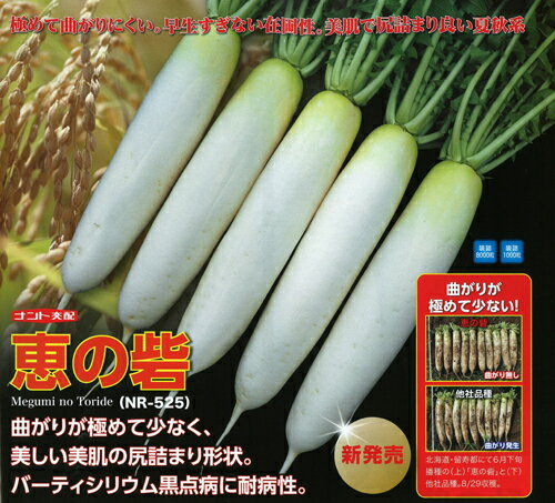 根形は尻詰まりの良い総太りタイプの夏秋系 品種の特徴 根形は尻詰まりの良い総太りタイプの夏秋系。 早太りではなく、在圃性のある中生種。 抽根が短め、葉もコンパクトで曲がりが極めて少ない。 肌のきめ細かく、光沢が美しい。 青首は濃すぎず、内部...