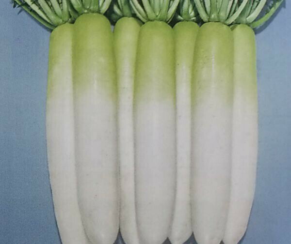 メーカー：トーホク 【特性】 ○ス入りが遅く、肌が美しく、食味の良い青首総太りダイコンです。 ○葉が大きく耐寒性に優れ、畑に置いても長期間収穫可能です。 ○根重1.2kgの時期で根長38cm、根径7cmくらいで揃いの良い品種です。 【適作型...