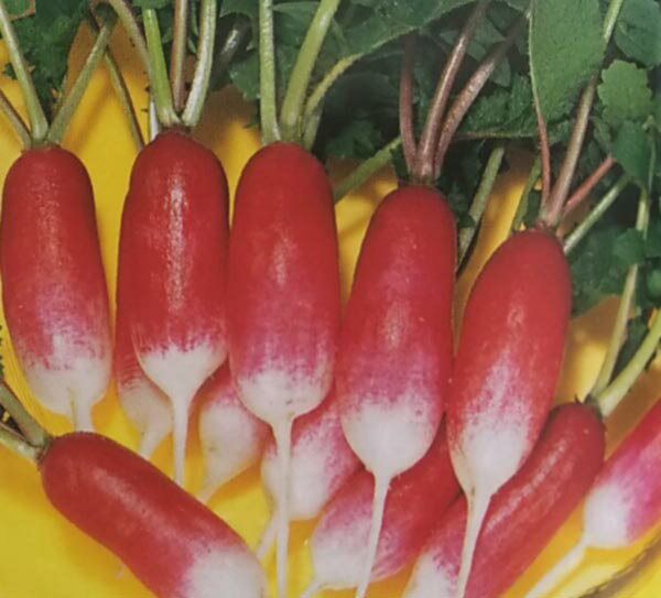 メーカー：トーホク 【特性】 ○形が紡すい形から枕形で、尻つまりの良いハツカダイコンです。 ○肌は上部4分の3が赤、4分の1が白で、紅白の美しいコントラストです。 ○播種後20〜40日位で収穫でき根長5cm、太さ1.5cm位でサラダ、浅漬け...