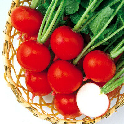 メーカー：中原採種場 【特性】 ○赤丸廿日大根のコメット系の交配種で生育はやゝ早い早生種。 ○草勢強く、葉は鮮緑色で高温期にはやや伸びる。 ○根は球形、尻づまり良く、主根は極めて細く、よく揃う。 ○根色は明るい鮮紅色で、美しく色おちしない。...