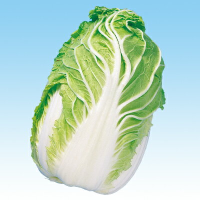 メーカー：中原採取場 【特性】 ●高温結球性にすぐれた良質の超極早生種。 ●球は濃緑で、胴張りのよい円筒型で、球頭が軽く包被する。 ●強勢で各種の病害に強く、適期では45〜50日余りで1〜1.2kg（ミニ白菜）。 ●草姿は立性で密植に適し夏...