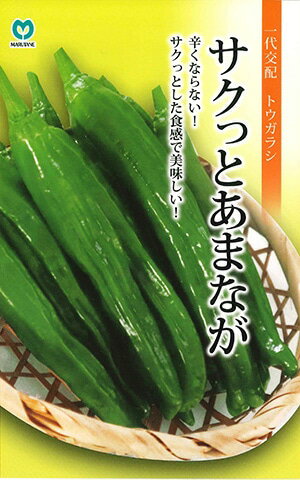 【品種特性】 果実の長さは10 ～ 12 cmくらいになり縦しわの入る 鮮緑色の長型トウガラシです。 長くても曲がりが 少ないのも特徴です。 辛味の発生がなく、歯切れの良いサクサクとした 食感で食味は良好です。 炒め物や揚げ物など従来 の食...