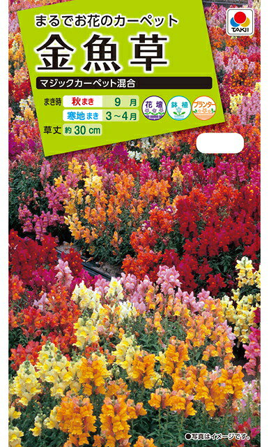 株が花で覆われる・・・ 【まき時期】 　秋まき：9月（寒地：4〜5月） 【特徴】 金魚草は花つきのよさと花色の美しさで非常に豪華な感じのする草花です。 草丈20〜30cm。生育が旺盛で、均一な草姿をしていっせいに開花し、 株が花で覆われます...