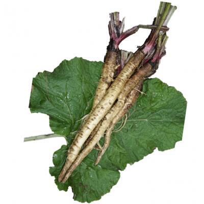 【楽しみ方】 播種適期： 4月〜5月、9月〜10月 江戸時代から伝わる伝統野菜で、現在の主流品種の原型となる代表的なゴボウです。 やわらかさ、味、風味に優れます。 直径2〜3cm、長さ70〜100cmの長根ゴボウで、 やわらかい土での栽培が...