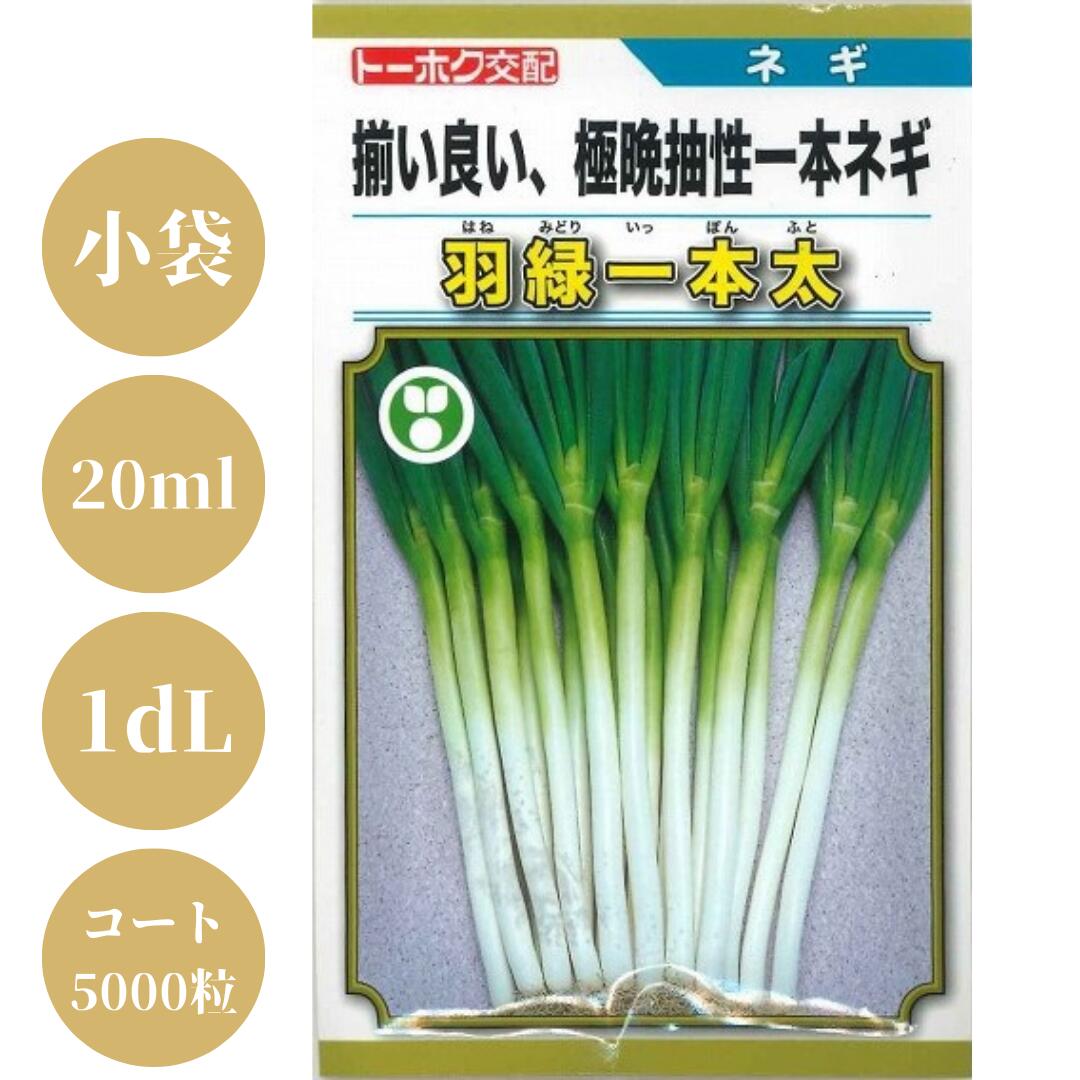 定番の極晩抽性品種 【特徴】 　・極晩抽性のため、春どり、初夏どりに最適な 　　交配種です。柔白栽培にも適します。 　・草勢は立性、葉折れしにくく作業性が良いです。 　・草丈はやや高めで、耐病性高く、赤さび病 　　黒斑病、ボトリチスによる白...