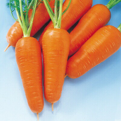 メーカー：中原採種場 【特徴】 ○晩抽で長めの春夏作兼用の五寸人参。 ○根色は美しい濃橙紅色で、市場性は上々。特に芯色は素晴らしい。 ○耐暑・耐病性にすぐれることから、幅広い作型に適応する。 ○根形はやや肩張りの円筒形で揃い、尻詰まりはやや...