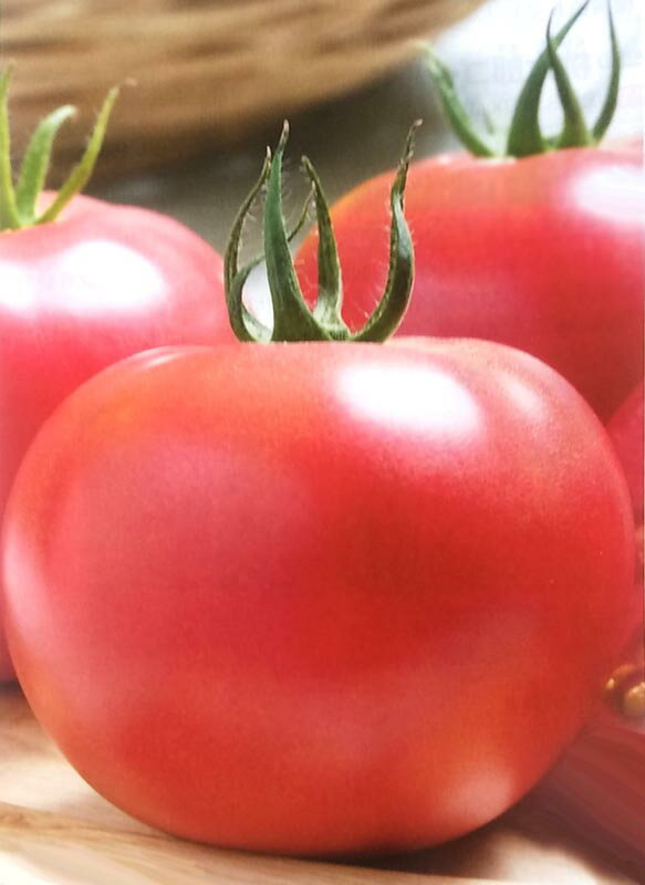 栽培容易な夏秋用 メーカー：タキイ種苗 【特性】 ○大玉でスムーズな果形。チャック・窓あき果が少ないです。 ○葉かび病に強く(Cf9)青枯病にも中程度の耐性を持ちます。 ○草勢がややおとなしく、夏秋栽培で作りやすいです。 【耐病性】 Tm-...