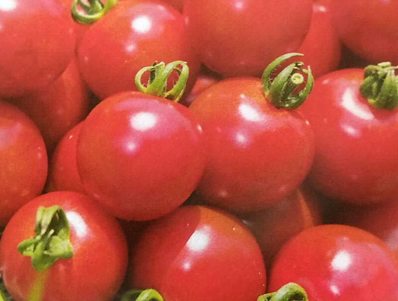 耐病性もつ高品質 メーカー：タキイ種苗 【特性】 ○平均果重が15g 〜 20gほどのミニトマトです。 ○「千果」タイプのミニトマトで、葉かび病(Cf9)と斑点病に耐病性を持つ品種です。 ○熟期は極早生で、上段果房への着色も進みが早いです。...