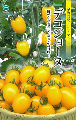 果実は、鮮やかな黄色のナツメ型ミニトマトです。 平均果重は20g くらいでよく揃い、たいへん美しい外観です。 糖度は9～10度で高めで安定し、果汁は少なく果肉の締まりがよく、美味しいです。 草勢は中位で着果性に優れ、異常茎や裂果の発生は少な...