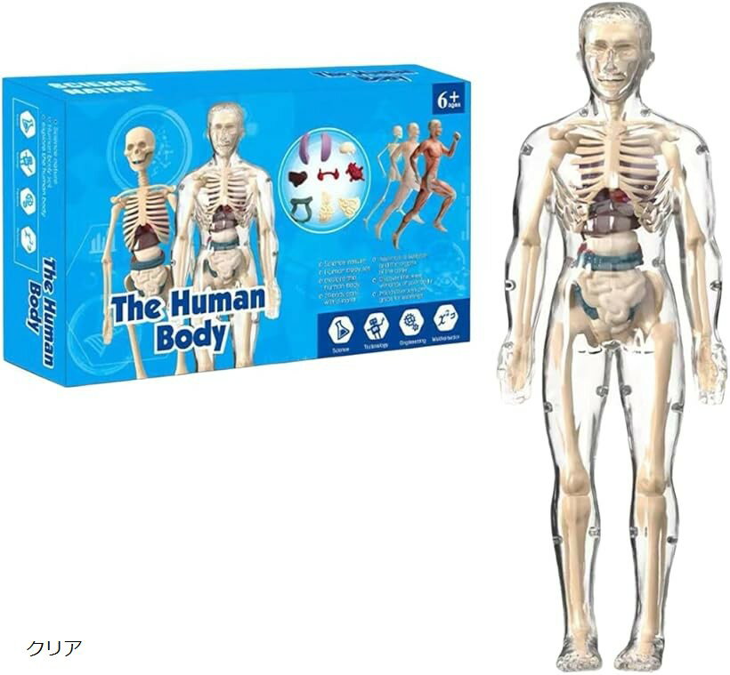 リアルな構造を再現した3D人体模型です。骸骨や骨格模型を通じて、人体解剖モデルとして骨の仕組みを学ぶことができます。学校の教育用教材や理科学習、おもちゃとしても最適。骨格を立体的に理解できる3D人体模型。骸骨・骨模型を組み立てる人体パズル形...
