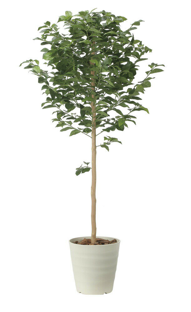 【光の楽園】シリーズはコチラ 【品名】 レモンツリー1.35 【品番】 2480A250 【サイズ】 商品サイズ：W70×D60×H135cm 商品重量：3,800 g BOXサイズ：W38×D38×H164cm BOX重量：2,510 g...