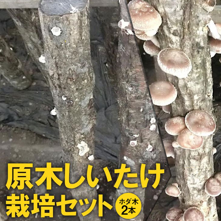 原木しいたけ栽培セット 詳細 この原木しいたけ栽培セットは、お届け時はしいたけが生えていませんが、間もなく、しいたけの芽が生えてきて、その後1～3週間でしいたけの収穫が楽しめます。 その後、上手に栽培すれば数回にわたって原木しいたけの収穫が...