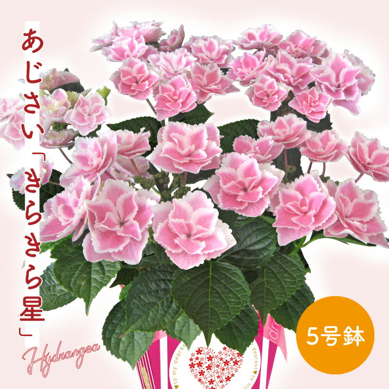 楽天市場】紫陽花 きらきら星の通販 楽天市場】紫陽花 きらきら星の通販