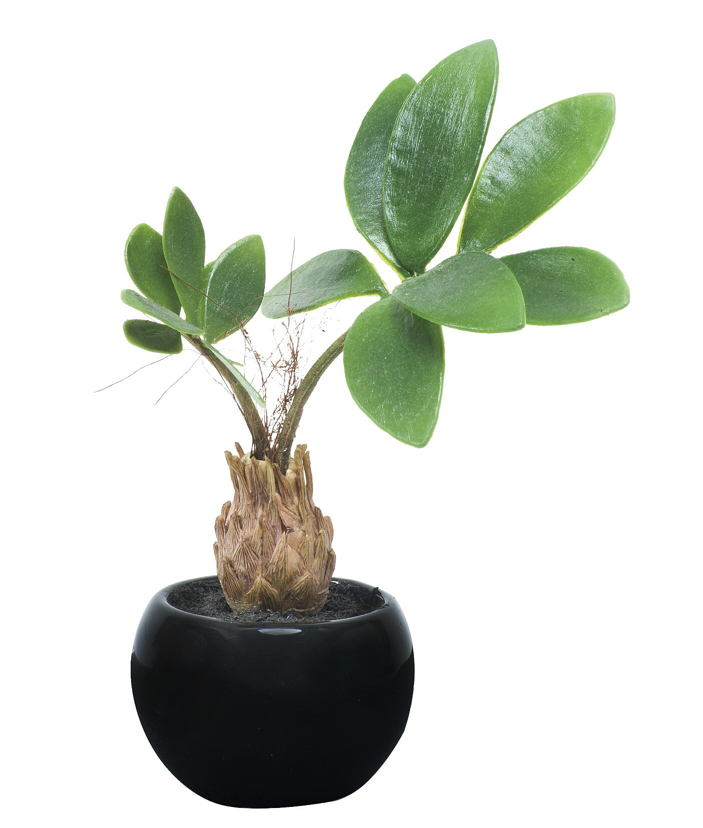 商品詳細 商品サイズ 約幅14×奥行き15×高さ20cm 重量 290g 本体素材 ポリエチレン 花器素材 陶器パキラインポット（ポリ製）