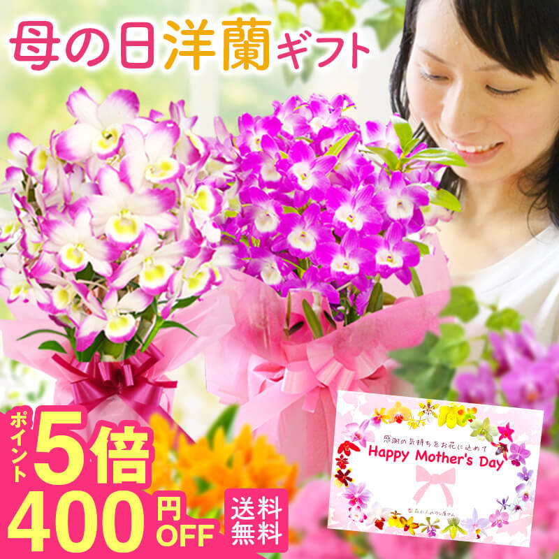 楽天市場】鉢花(種類(植物)デンドロビューム)(花・観葉植物 楽天市場】鉢花(種類(植物)デンドロビューム)(花・観葉植物
