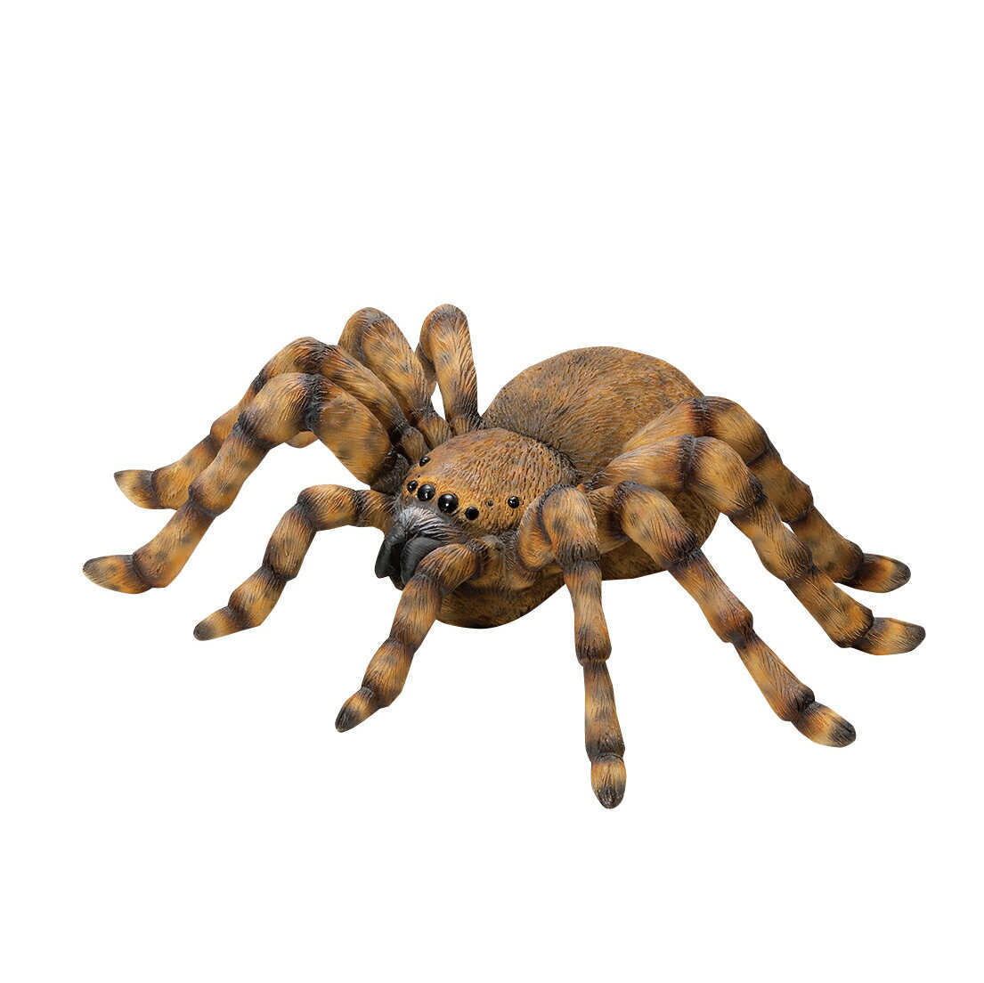 とってもリアルなタランチュラの置物です。 本物と間違えそうです。 サイズ：25.5x18.5xH7cm 素材：ポリレジン製 モニターの発色の具合によって実際のものと色が異なる場合があります 屋外での使用も可能ですが、日当たり等の状況にもより...