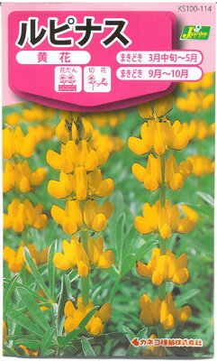 ■ 読み・品種名 ルピナス 黄花（ルピナス キバナ） ※「ルピナス」はラテン語で「オオカミ」の意味。野生的な力強さを連想させる名前です。 芳香のある純黄色の花が、穂状に下から上へと咲き進む姿が魅力。 花穂の長さは約20〜25cmで、花壇を彩...