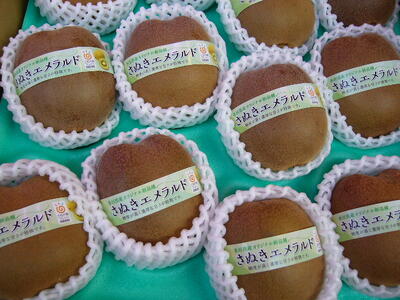 「さぬきエメラルド」の来歴 香川県農業試験場府中果樹研究所でさぬきエメラルド2育成した品種です。　 「果肉色が黄緑色であり、高級感あふれる“エメラルド”の様に気品あふ れるキウイになって欲しい」との願いを込めて、「さぬきエメラルド」と 名付...