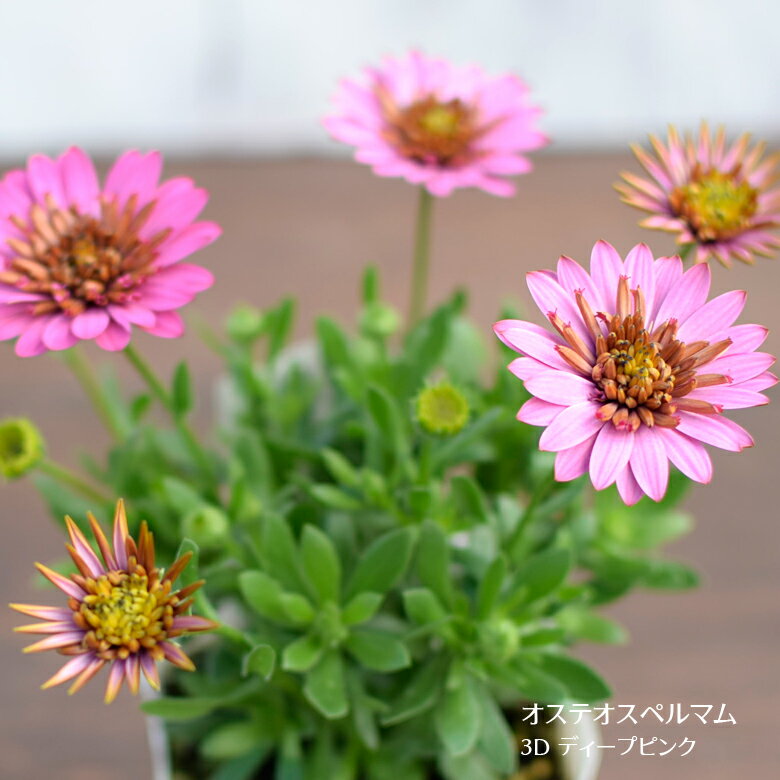 キク科の熱帯アフリカ原産の多年草です。 八重咲きで綺麗なピンクです。 3月〜6月ごろまで楽しめます。 寄せ植えやコンテナにおススメです。 　日当たり 　風通しがよく、日当たりの良い場所か半日陰が好まれます。 　水やり 　土の表面が乾いたらた...