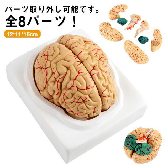 パーツ取り外し可能です。全8パーツ！模型は非常に精巧な作りとなっておりますので、プロの現場や、学習、インテリア様々なシーンで活躍出来る事間違いなしのおススメ商品です。医療現場での患者さんへの説明用に使える可能です!!解剖学による生徒への説明...
