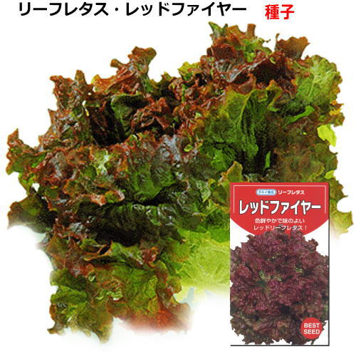 リーフレタス【 レッドファイヤー 】種子 ------------------------ 色鮮やかで味のよいレッドリーフ！ 【 特徴 】 ・草勢旺盛で、作りやすい早生の多収種。 ・草姿は立性で、葉は幅広く、赤色と緑色の着色がよい。 ・肉質...