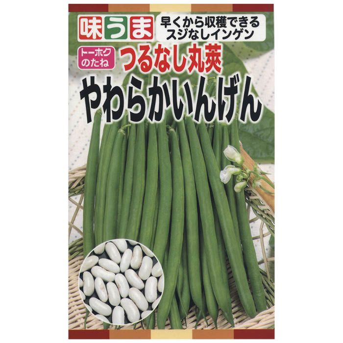 タネまき後50日位で収穫できる極早生品種。曲り少なくスジなしで、やわらかい濃緑色のさやが早くから収穫できます。サクサクとした食感で歯切れよく、おいしい品種です。