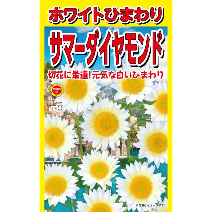 切花やフラワーアレンジメントで存在感が際立つひまわり。清楚かつ爽やかで、明るい花色がとても上品です。