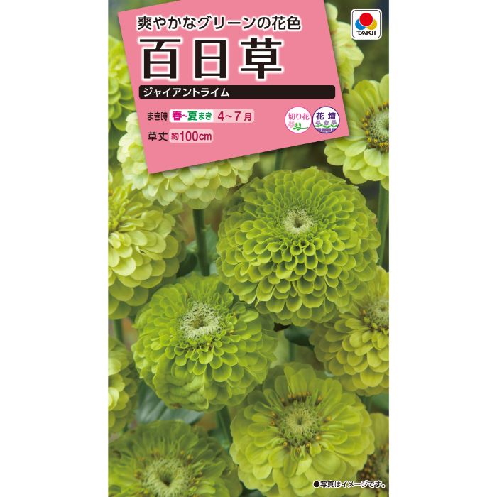 さわやかなグリーンの花色が特徴の百日草です。約10cmの大きな花が咲きます。丈夫でつくりやすく、切り花や夏の花壇で楽しめます。