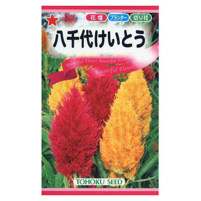 [特長]：■夏花壇の中でひときわ冴えた色彩を見せてくれます