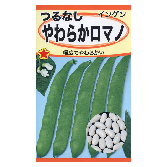 [特長]：■平莢で風味豊かでシャキシャキした食感。■生育旺盛でつるなし多収。
