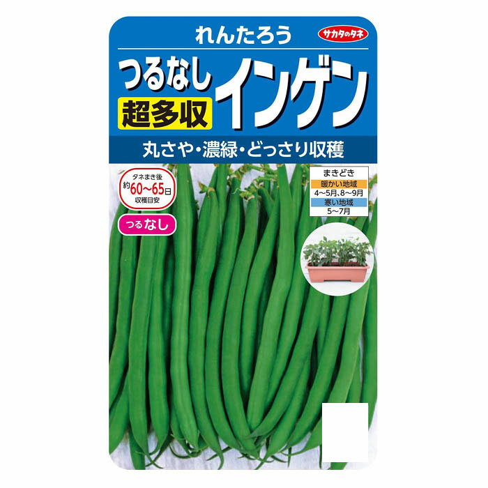 [特長]：■短期間にたくさん莢がつく、つるなしインゲンです、草姿はコンパクトで葉も小さめの為管理・収穫がしやすいです。■極濃緑色、スジなしの丸莢で、曲がりが少なく、食べやすいサイズで収穫できます。