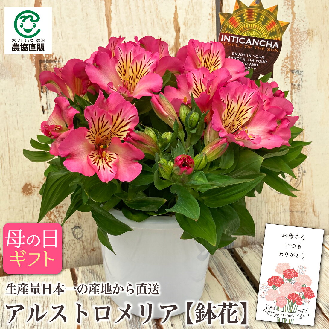 商品説明 名称 JA上伊那 アルストロメリア 鉢花 産地名 長野県 内容量 6寸鉢(6号鉢)　※色指定不可 ラベル、管理方法説明書付き【発送日：2026年4月30日頃 または 5月7日頃】 ※ 花色は、ピンク・赤・白ピンク・紫 などいくつか...