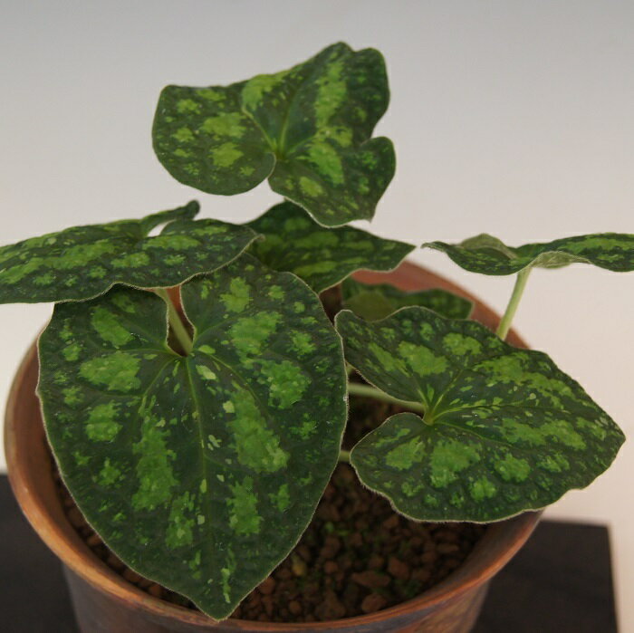 モノドラカンアオイ『緑雲』 神秘のカンアオイ モノドラカンアオイ『緑雲』(りょくうん)現物個体の販売です。1枚目、2枚目は見本品。3枚目が現物販売個体の画像です。お間違えないようお願いいたします。商品情報　モノドラカンアオイの青軸緑花個体で...