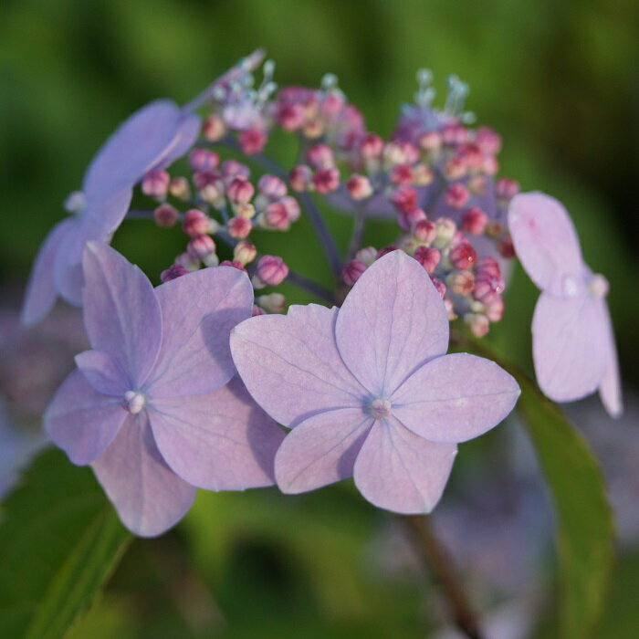 ヒュウガアジサイ『日向の紅神楽』(ひゅうがのべにかぐら) 野趣に富むアジサイ　　 桃紫弁ガク咲きの愛らしい花を咲かせます。自生地のヒュウガアジサイは、土壌条件から赤色系で咲いている個体が多いのですが、弱酸性用土での栽培下では、ほとんどブルー...