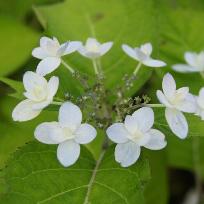 ナンゴクヤマアジサイ『南国彗星』(なんごくすいせい) 野趣に富むアジサイ　　 鹿児島県で発見されたナンゴクヤマアジサイの八重咲き種です。ナンゴクヤマアジサイは、九州南部に自生する大型のアジサイですが、『南国彗星』はやや小型で、花も特別大きく...