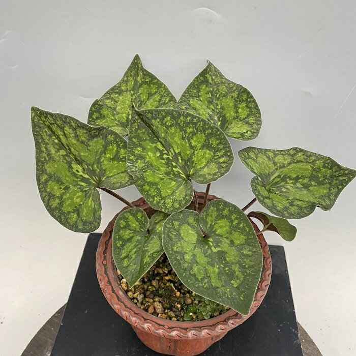 モノドラカンアオイ『西鶴』 神秘のカンアオイ モノドラカンアオイ『西鶴』(さいかく)現物個体の販売です。1枚目は見本品。2枚目が現物販売個体の画像です。お間違えないようお願いいたします。商品情報　モノドラカンアオイの葉模様優良個体(後暗み)...